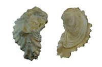 bivalves