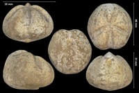 echinodermes