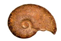 taxo-ammonites
