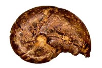 taxo-ammonites